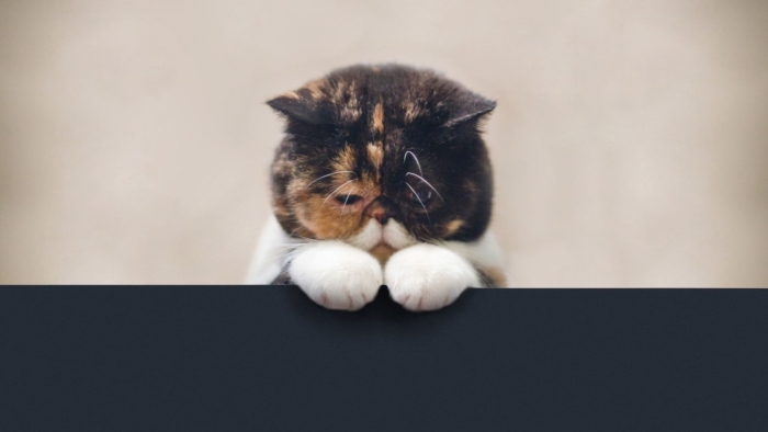 Pictures of Sad Cats. Photos, Cliparts, Images of Cats in Sadness
