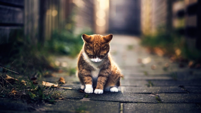 Pictures of Sad Cats. Photos, Cliparts, Images of Cats in Sadness